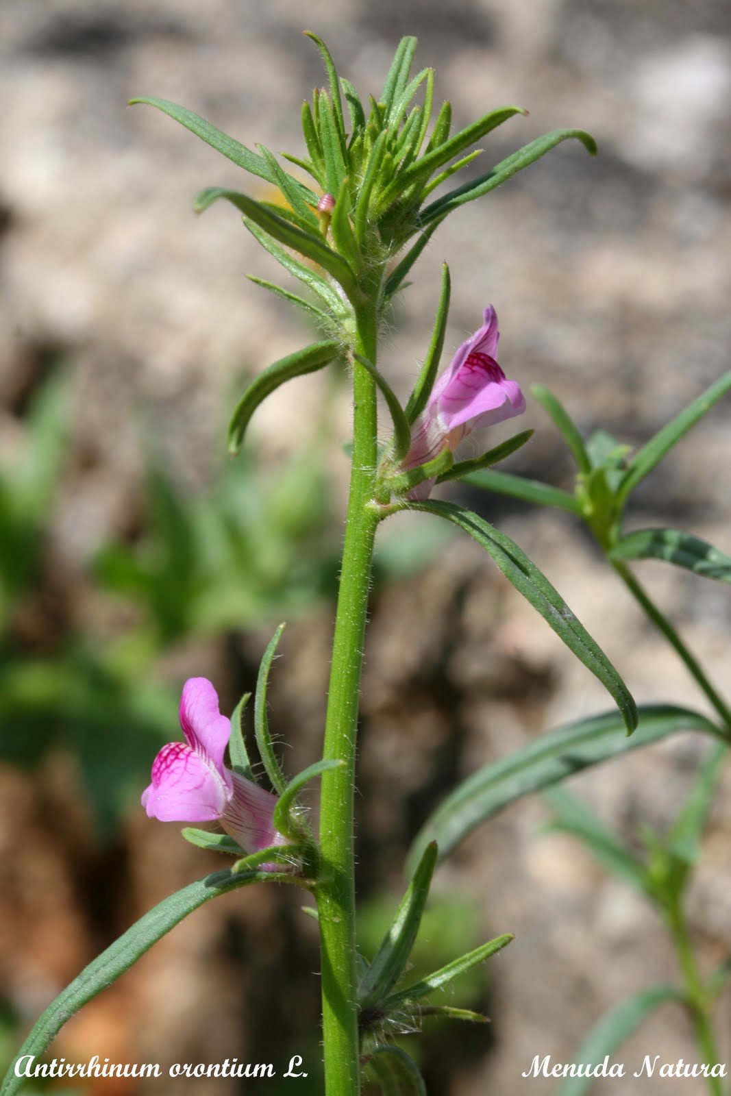 Menuda Natura: Antirrhinum orontium L.