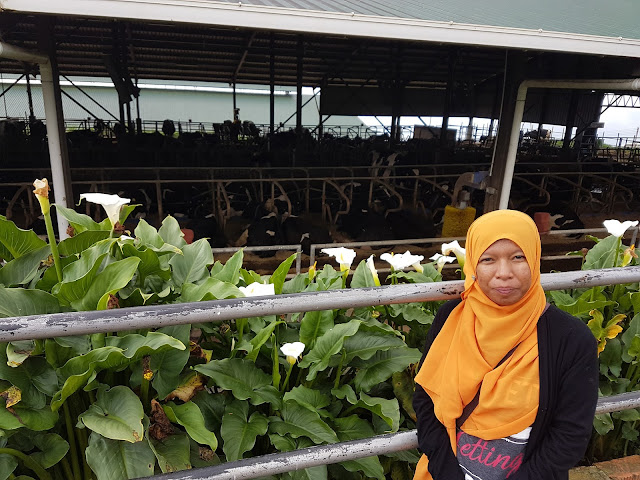 SABAH -DAY 3 : KUNDASANG - RANAU : DESA DIARY FARM, FISH SPA, PORING ...
