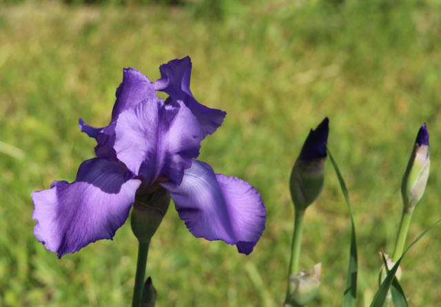 Diamond Rise Gardener: June 1 part 2