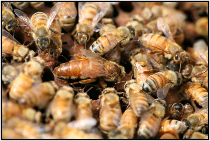 The Dilemma of Foreign or Alien Bees Part 2 ~ Entre colmenas