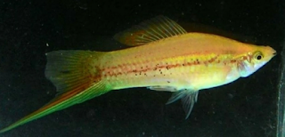 JENIS IKAN PEDANG ( SWORDFISH )