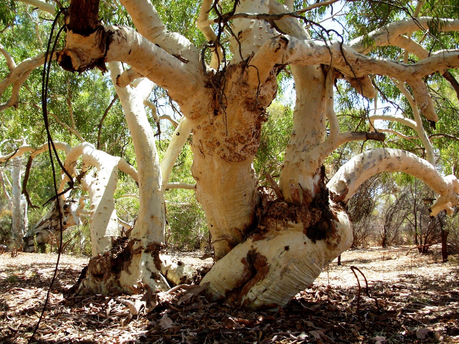 Home among the Gumtrees - celebrating Australian Eucalypts