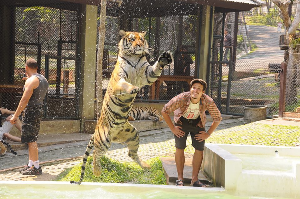 Chiang Mai Destination: Tiger Kingdom Chiang Mai