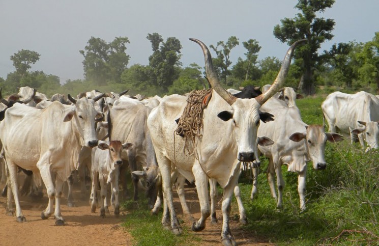The Biafran: Buhari plots to testrun Fulani grazing reserve in Abuja ...