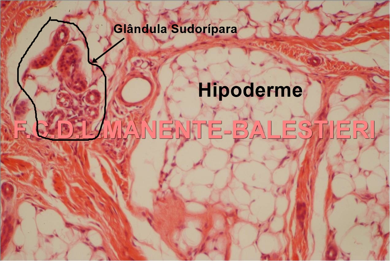 Histologia - FCBA : PELE E ANEXOS