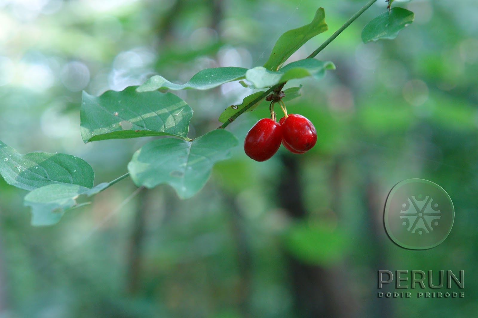 Dodir prirode: kolovoza 2016