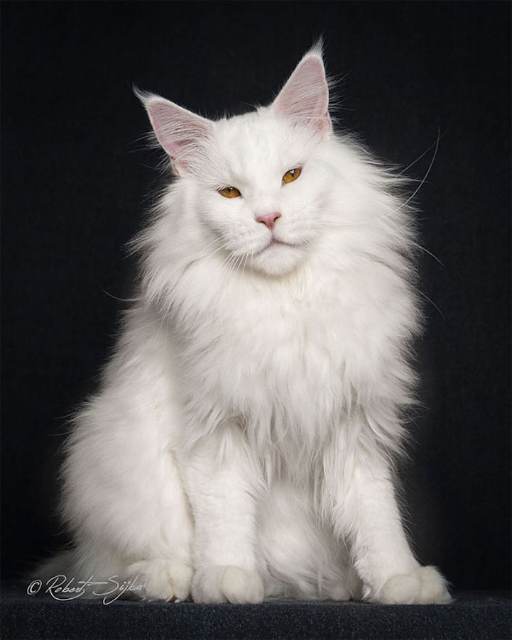 White Wolf : Glorious Photos of Maine Coon Cats Who Look Like Majestic ...