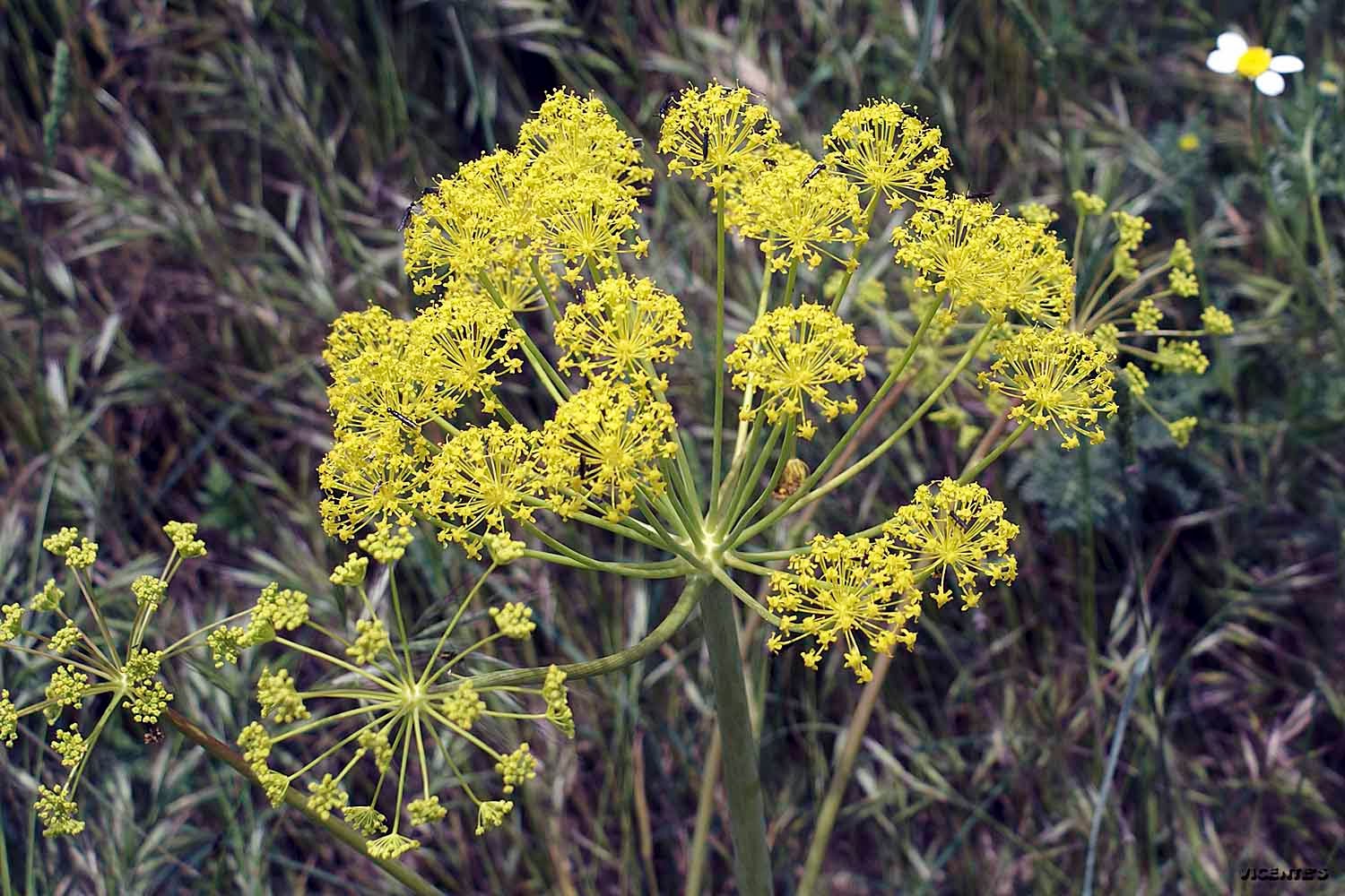 Las flores silvestres de Hormaza: Thapsia villosa