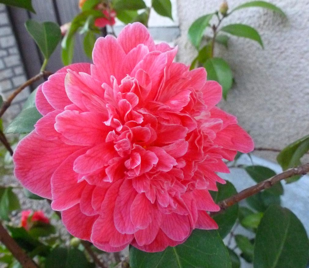 Living the life in Saint-Aignan: Fleurs rouges du printemps