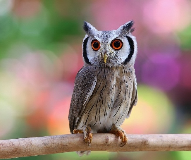 SOTW: The Transformer Owl (Ptilopsis leucotis) - Science in the City