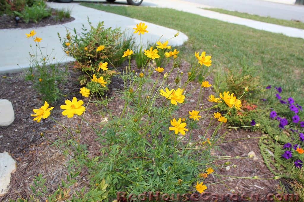 Red House Garden: Persistent Plant Awards