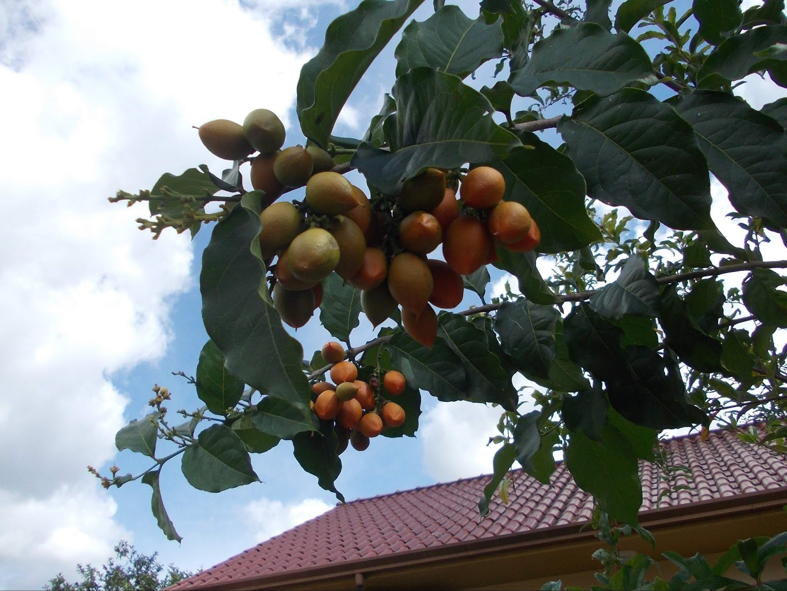 Andanças: Arbusto exótico: Tâmara Espanhola