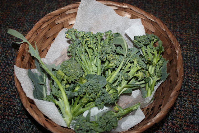 Mrs. Atkin's Kindergarten: Environmental Print and Broccoli From the Garden