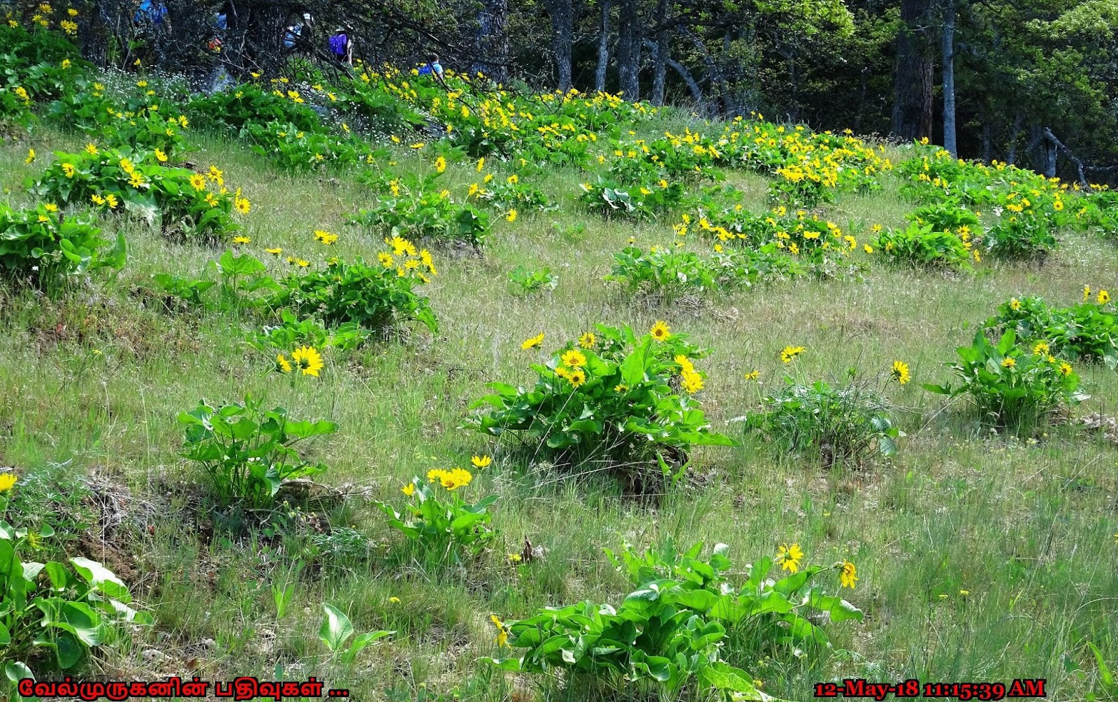Bald Butte Hike Oregon - Exploring My Life