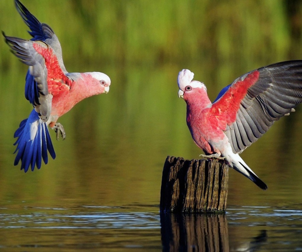 Beautiful Galah parrot birds on the water hd wallpaper ~ Dream Wallpapers