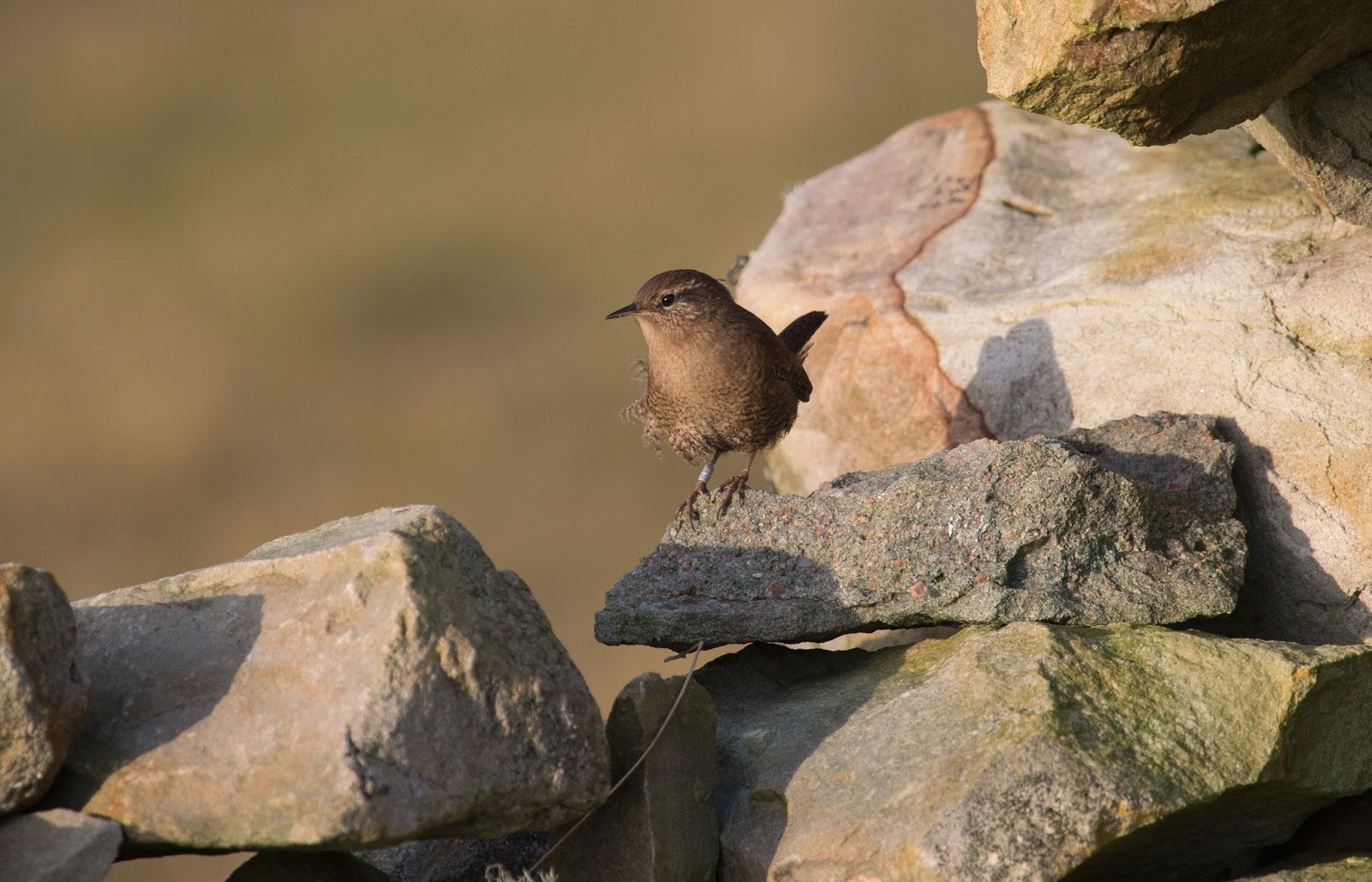 The Deskbound Birder: Shetland and Fair Isle 8th-15th October