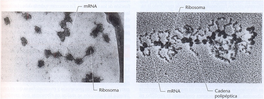 Apuntes de Nutrición Vegetal: Citología vegetal (III)