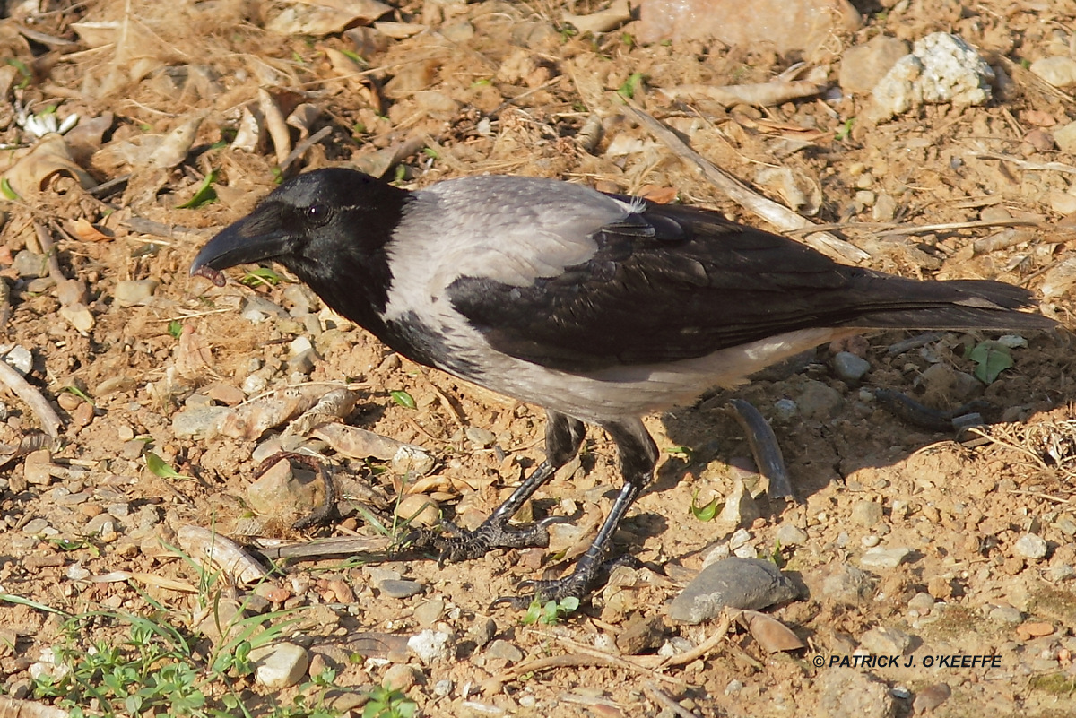Raw Birds: HOODED CROW or GREY CROW (Corvus cornix) Agia Marina, Crete ...