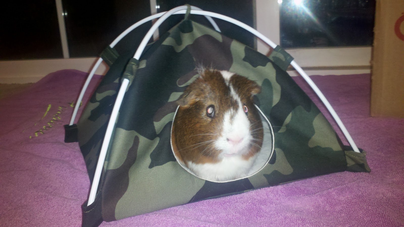 Jenny's G. Pigs: Piggie Tent