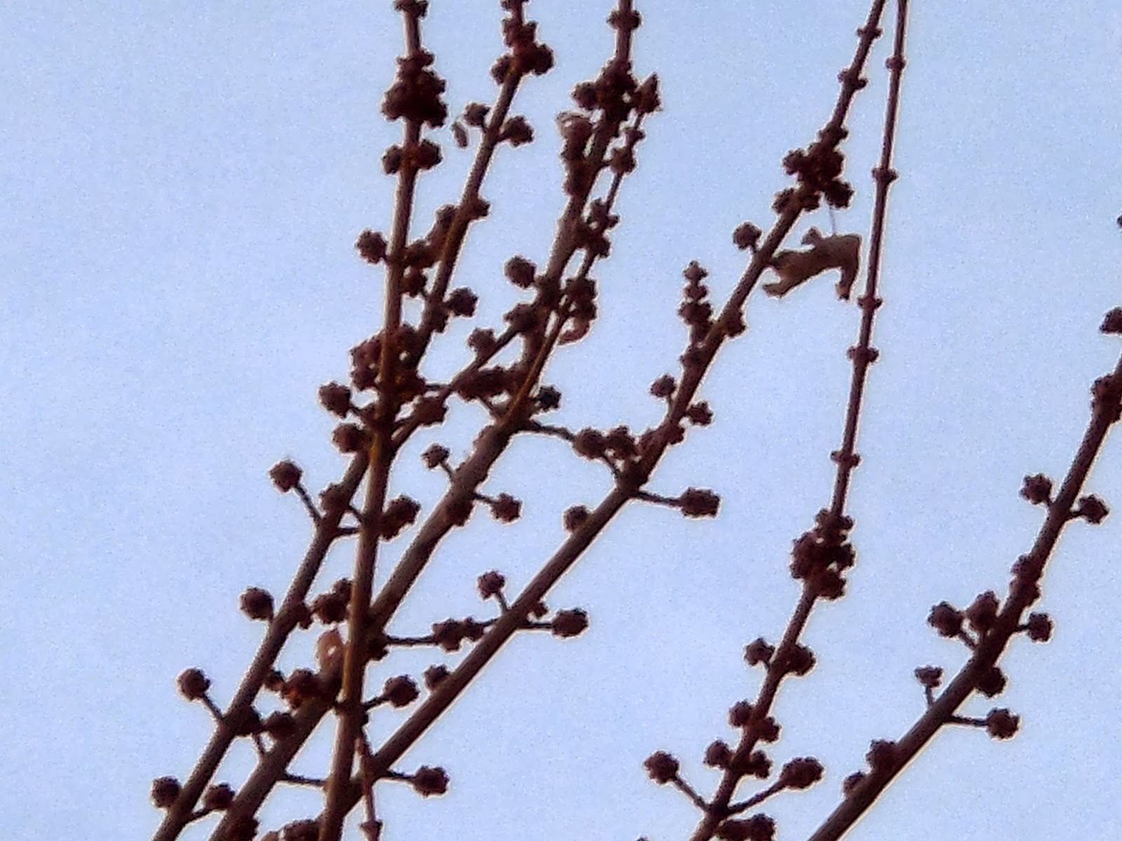 Art's Bayfield Almanac: RED MAPLE TREE FLOWER BUDS, TRUE HARBINGERS OF ...