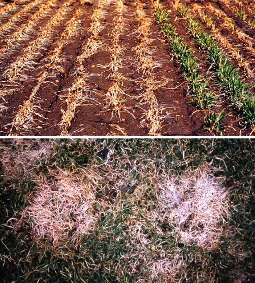 As Many Exceptions As Rules: Snow Saves Lives