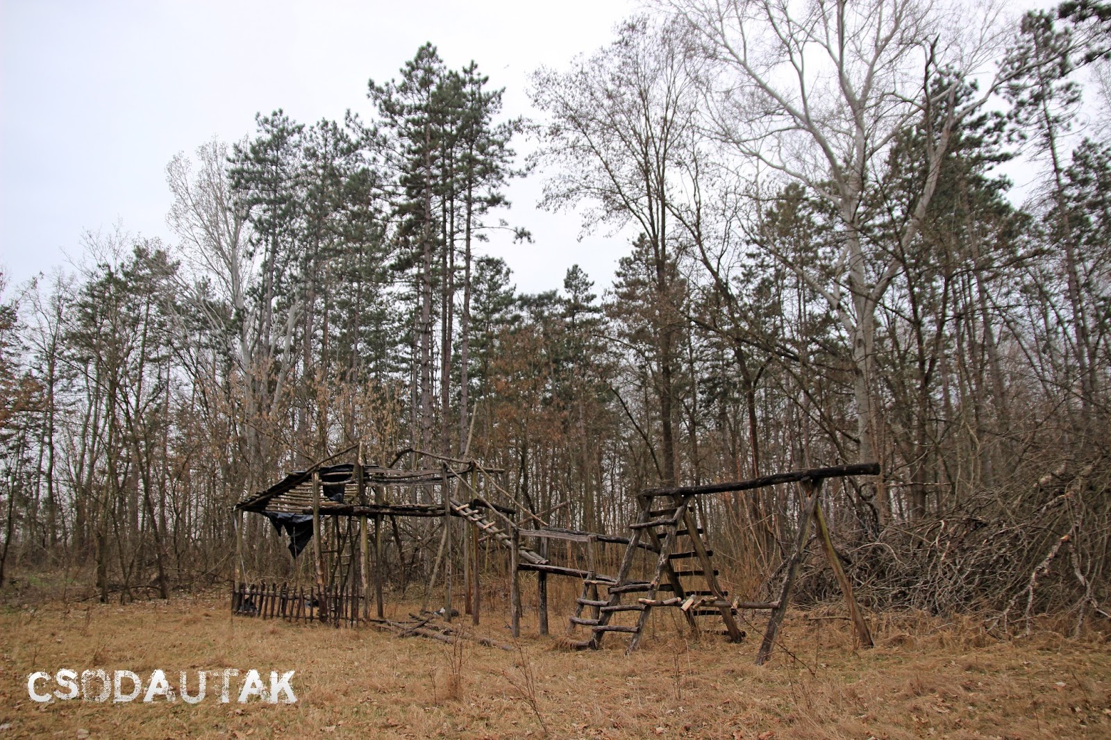 CSODAUTAK: Pap-fenyves (2017)