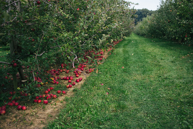 Sunday Afternoon Apple Picking