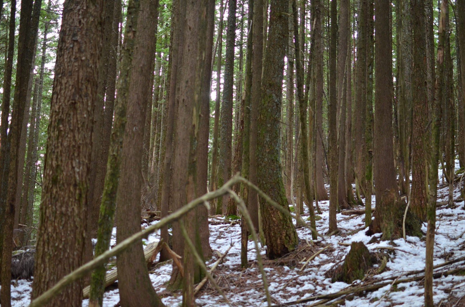 The Hapa Canadian: Dewdney Grind + Dewdney Peak, BC in November