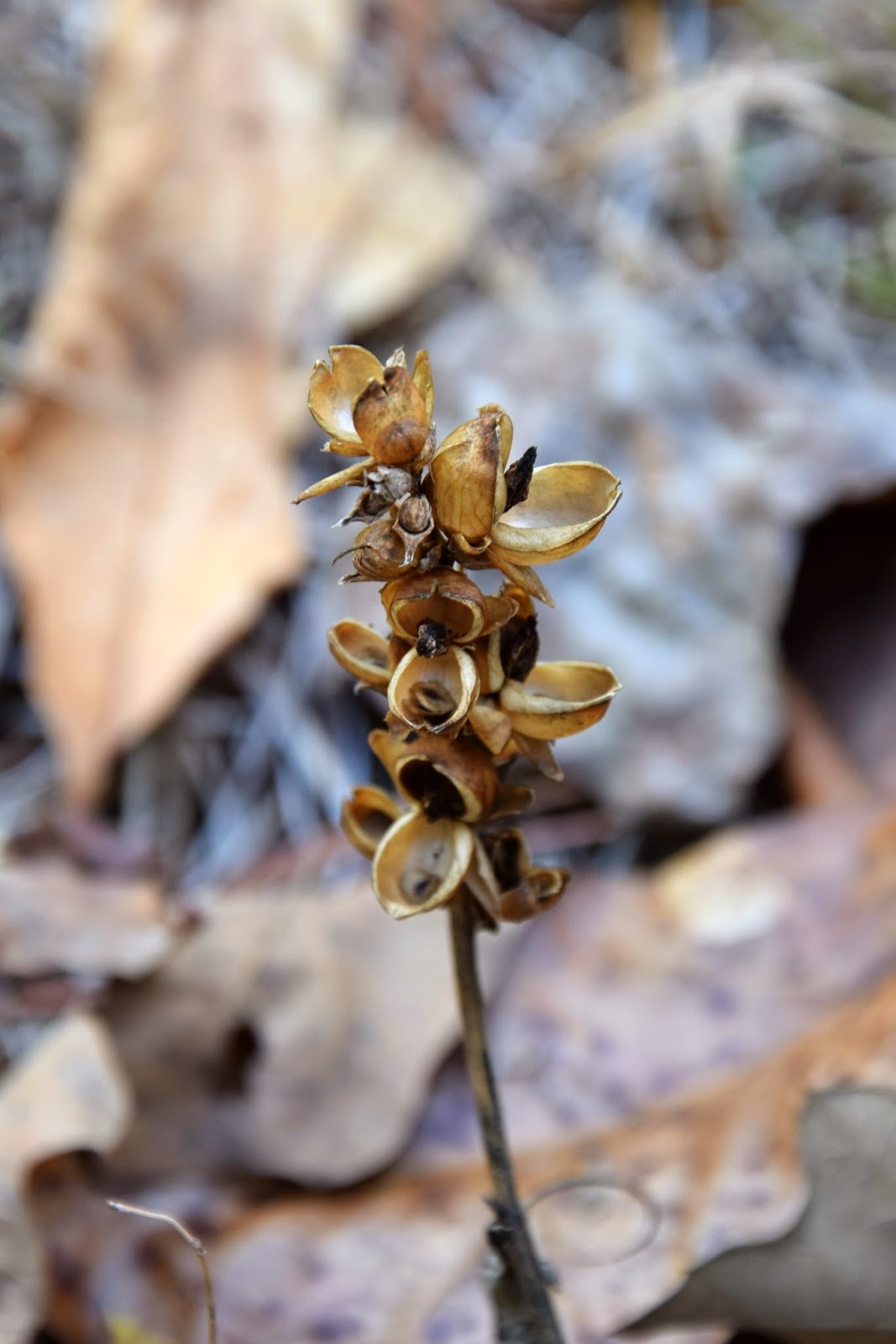 Using Georgia Native Plants: Ground Zero