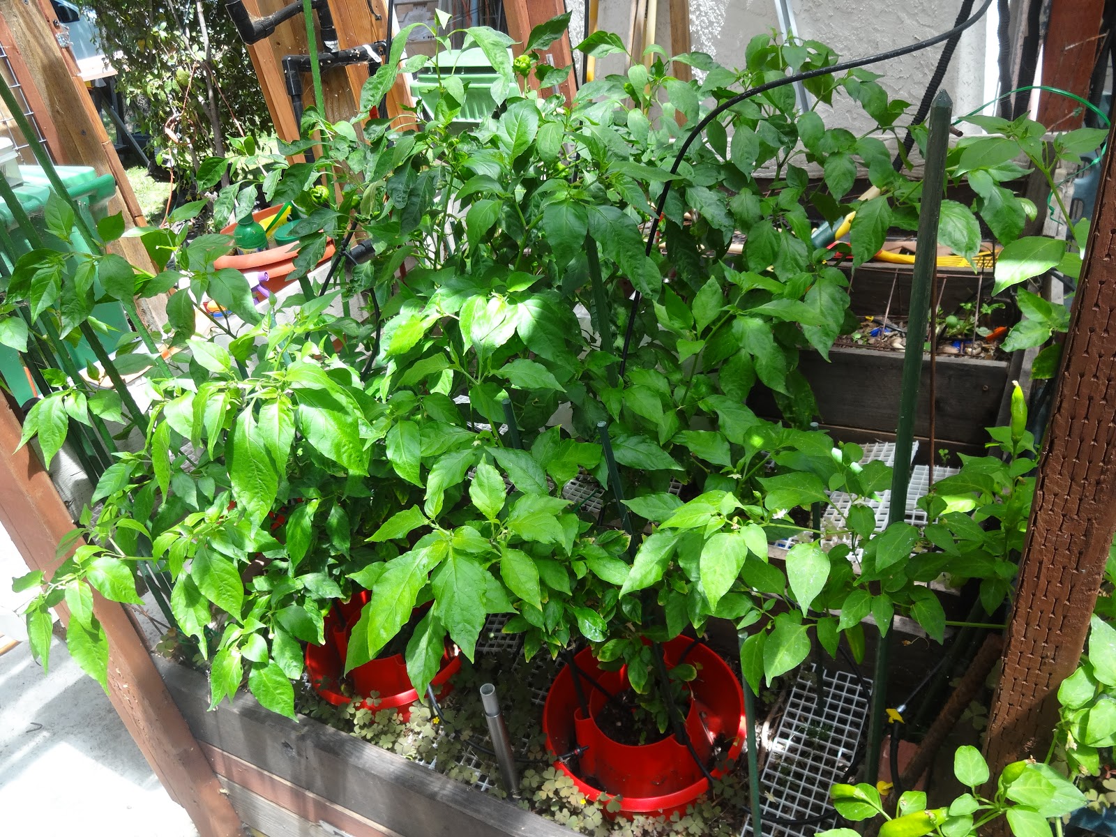 The Scientific Gardener: Sam's Garden