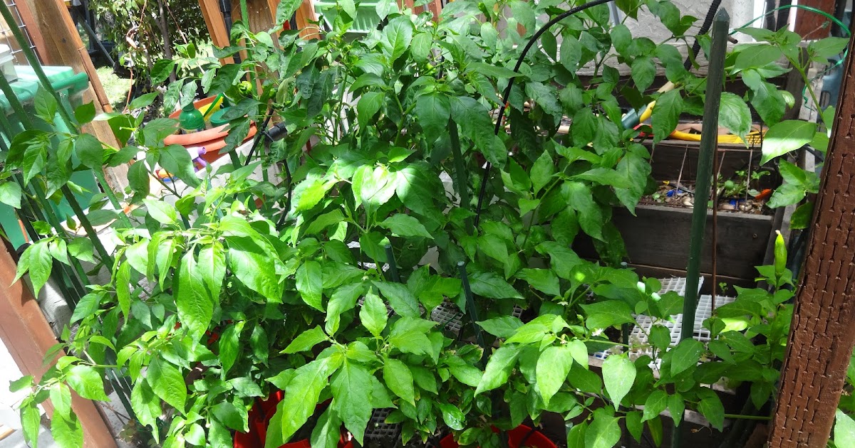 The Scientific Gardener: Sam's Garden