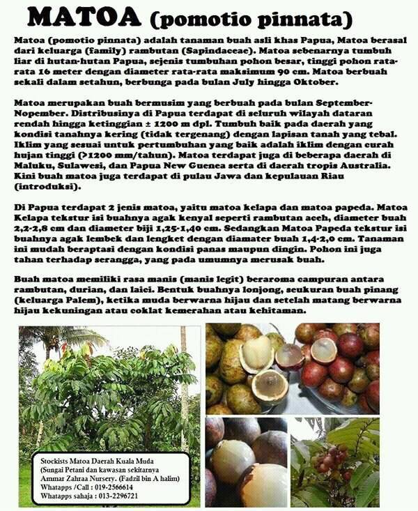 TUTUP SEMENTARA SEHINGGA DIMAKLUMKAN: POKOK MATOA (cristal) RM 25 ...