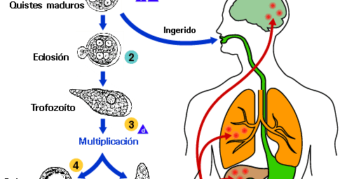 TRATAMIENTO NATURAL AMIBIASIS O AMEBIASIS | EL CLUB DEL ALOE VERA
