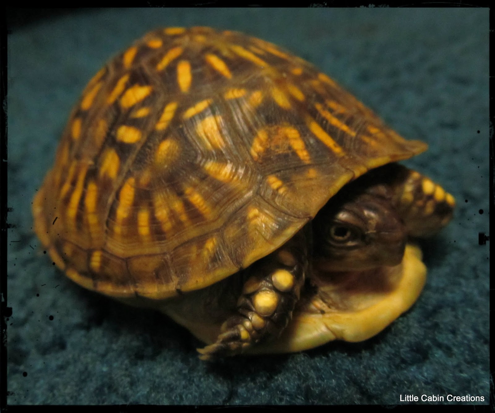 "MAKE DO DOLLS": Missouri Box Turtle & Barred Owl