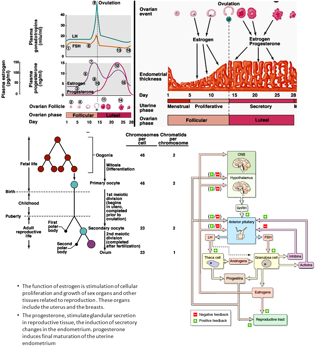 Medical Concept Maps Reproductive System 2106