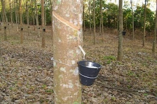 Anim Agro Technology: MEMBUKA TOREHAN GETAH