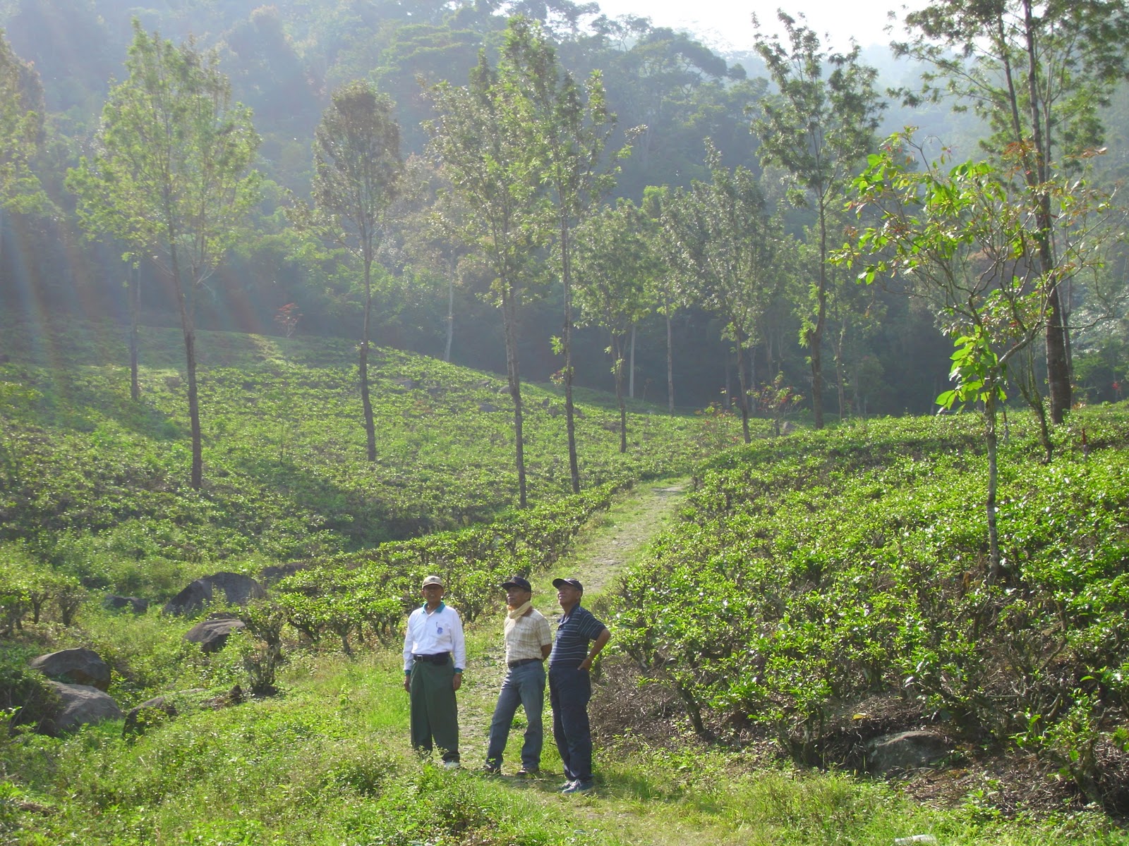 isamas54: Wisata Bogor (1) : Wisata Agro Gunung Mas Puncak
