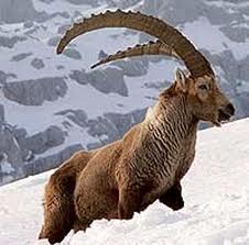 Leh Ladakh Bike Tours: Ladakh's Wildlife