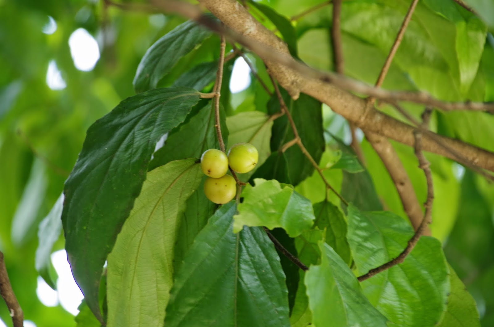 Trees and Plants: Rokam