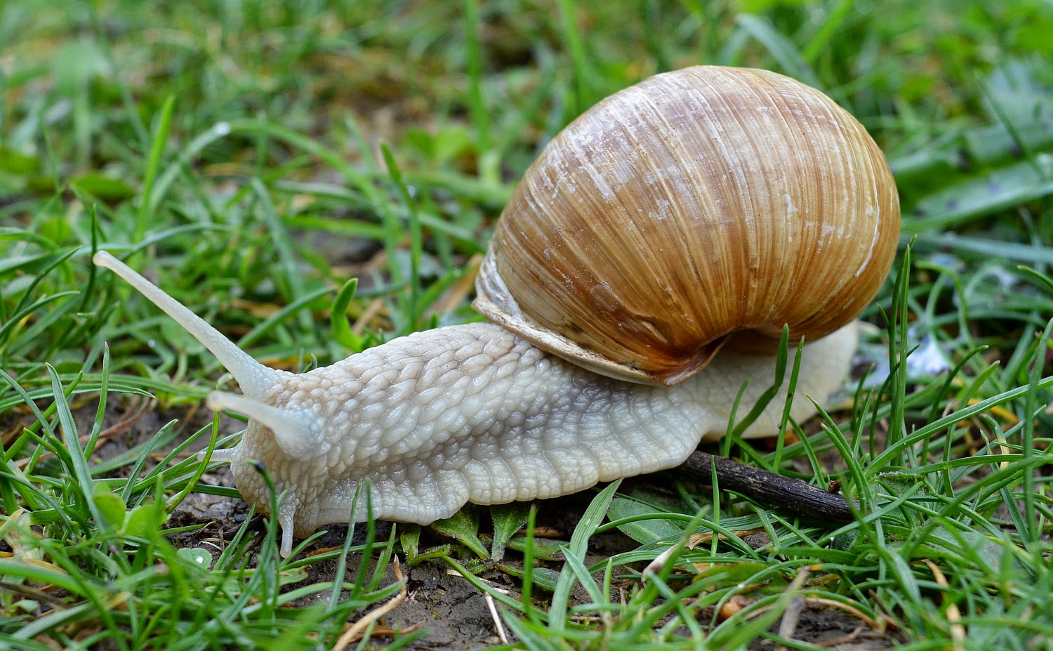 IF YOU GO DOWN TO THE WOODS TODAY....: All hail the giant snail!
