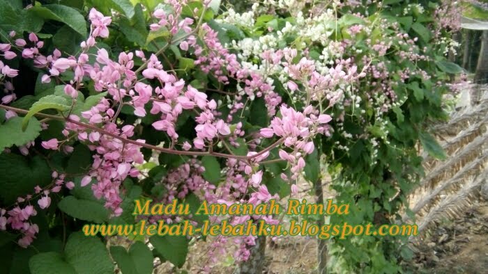 Deretan 48+ Tanaman Bunga Untuk Lebah Kelulut yang Wajib Diketahui ...