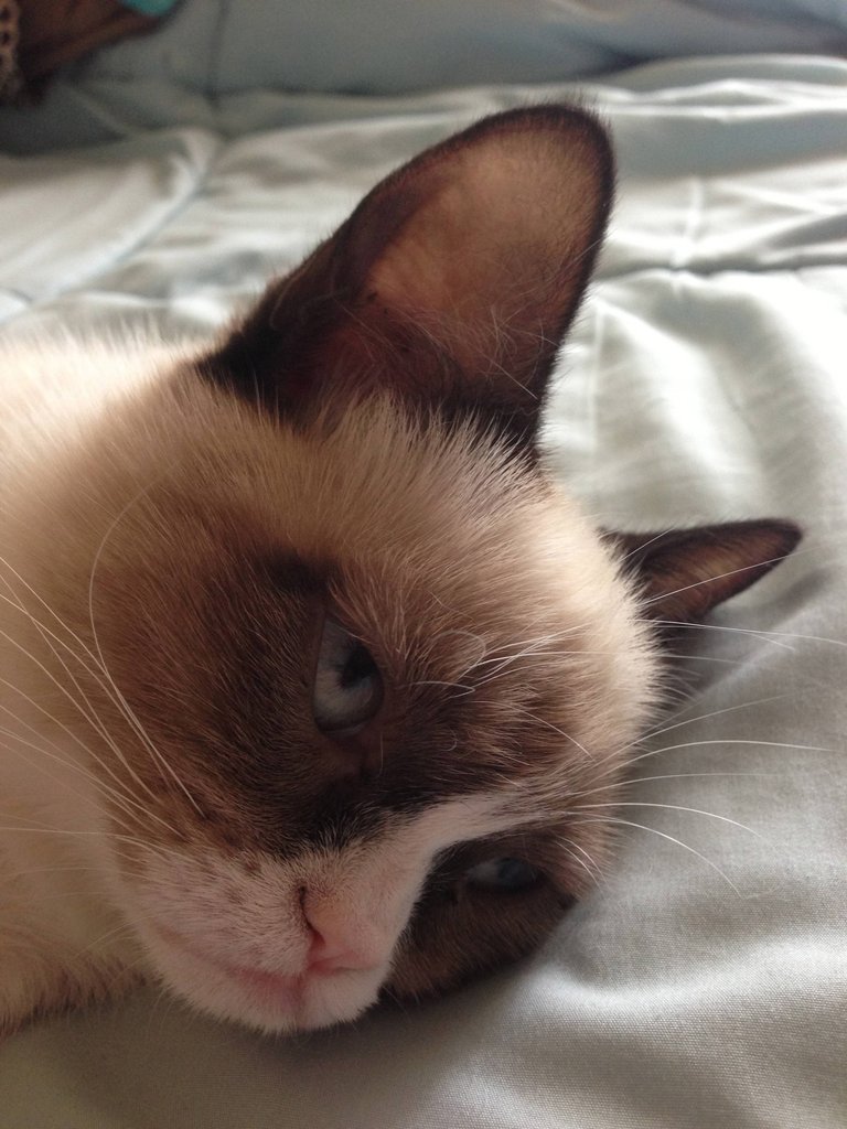 Meet Tard, the grumpy cat (10 pics + video) | Amazing Creatures