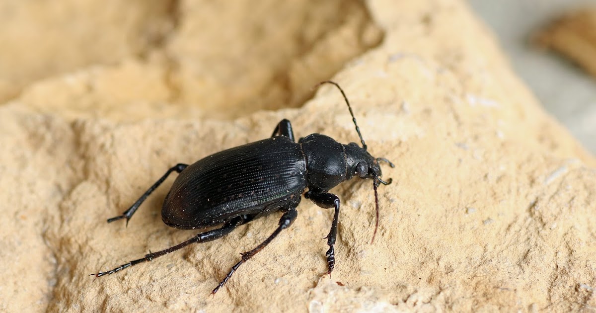 MObugs: Say's Caterpillar Hunter