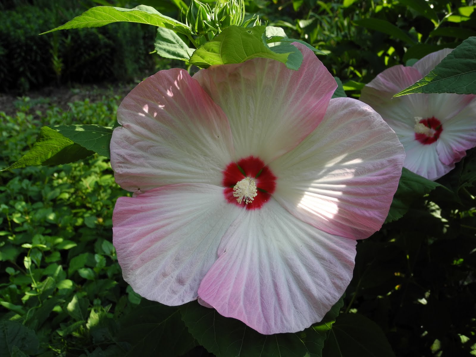 The Phytophactor: Friday Fabulous Flower - Rose mallow