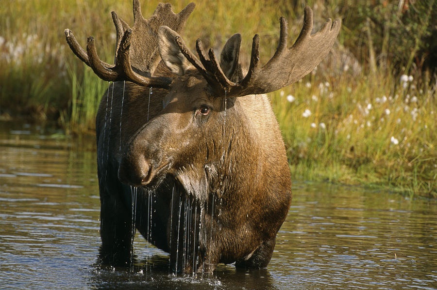 TVL: Animal da semana - Alce