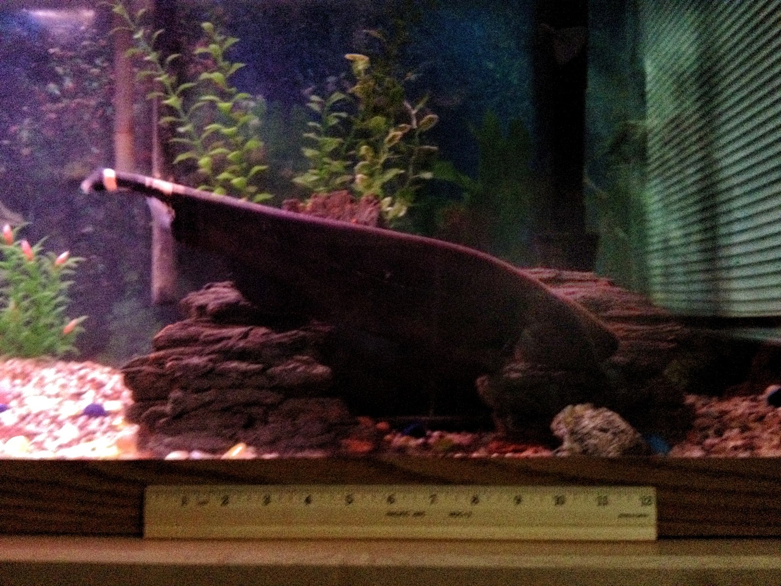 Life with the Thundering Pack: Black Ghost Knife Fish