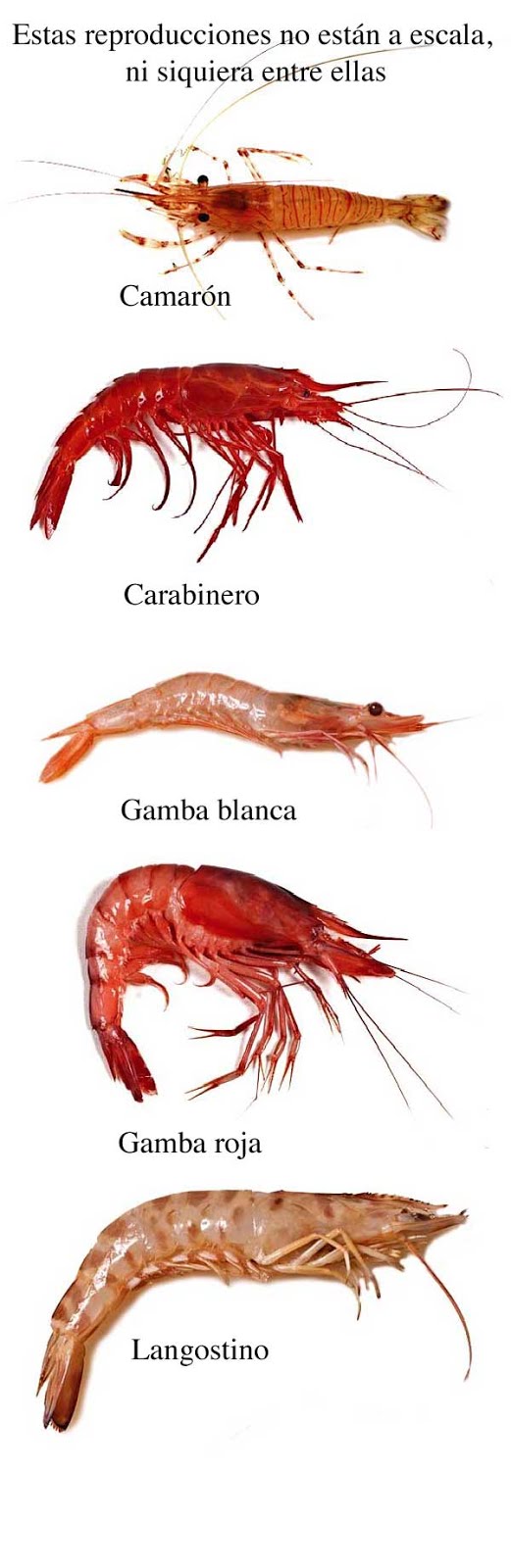 Aprendiendo a cocinar: Crustáceos