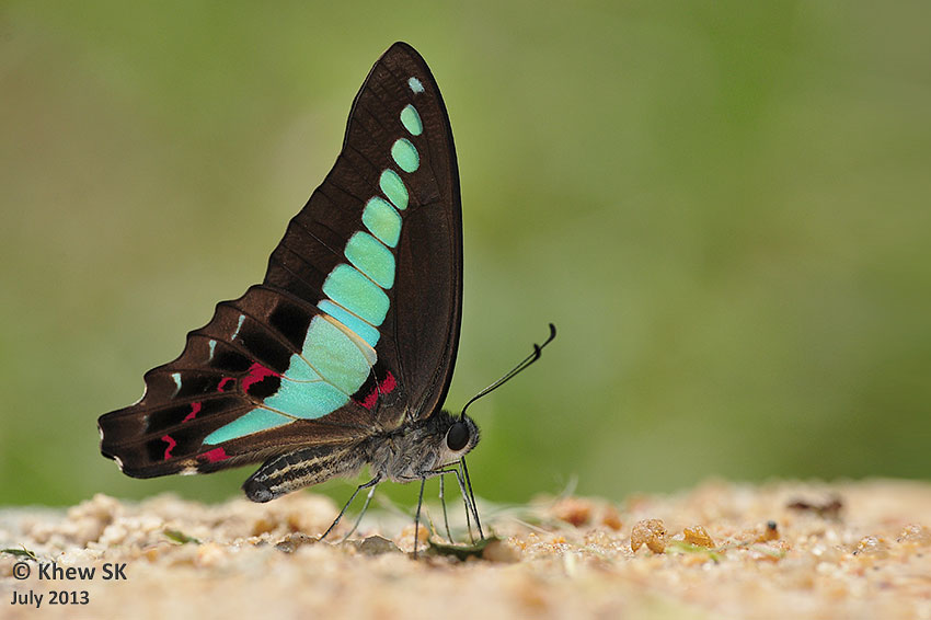 Butterflies of Singapore: Butterflies Galore! : Common Bluebottle