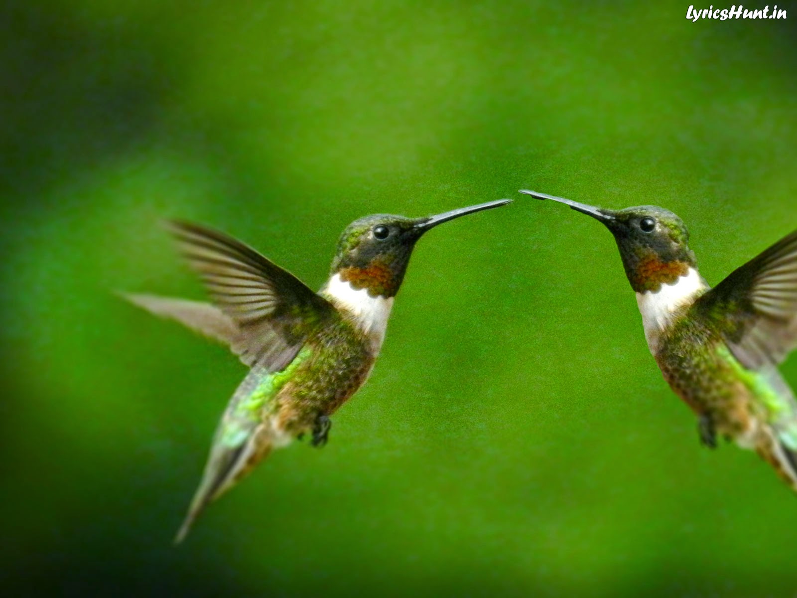 HIGH DEFINITION BIRDS WALLPAPER | FLYING BIRDS IMAGES | LyricsHunt.in