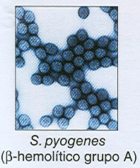 Microbiología médica: Diagnostico de la faringitis por Streptococcus ...